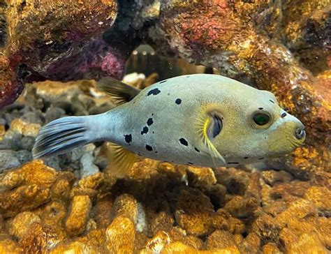 20 Types Of Pufferfish Species Facts And Photos