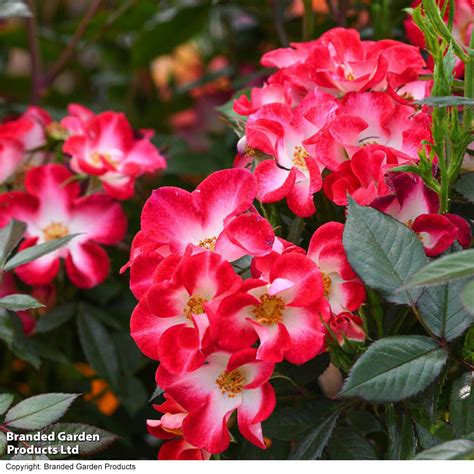 Rose Everglow Ruby Shrub Suttons