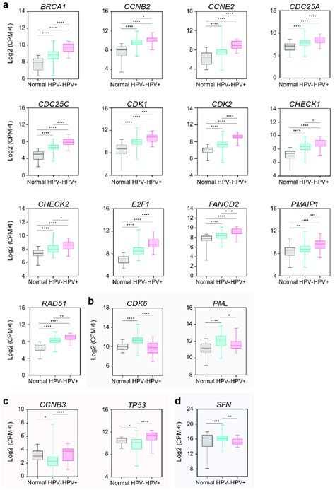 Ddr Gene Expression Correlation With Hpv Infection In Oscc Patients