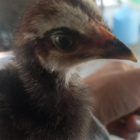 အခေါက်ပွပွ ရွရွလေးနဲ့အရမ်းမိုက်တဲ့ အမြည်းလေးတမျိုး 😉 ဝက်နံကင်ကြော