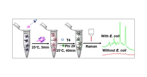 Trace Detection Of E Coli O157 H7 Cells By An Au Nanoparticle Based Sers Aptasensor Acs
