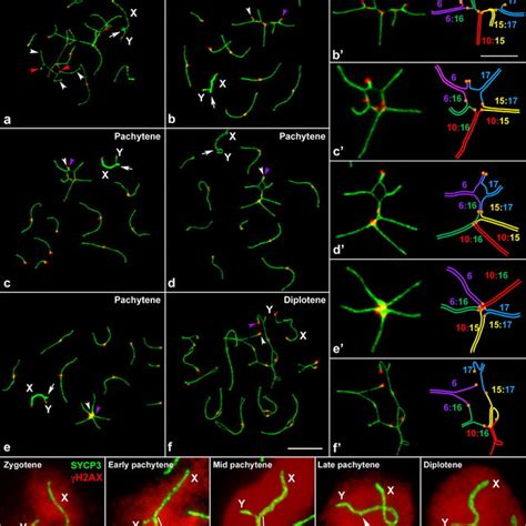 Localization Of Sycp3 Green And γh2ax Red During Prophase I Xy