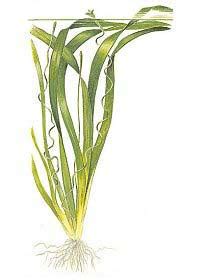 Аквариумистика.ру. Аквариумные растения. Валлиснерия гигантская.