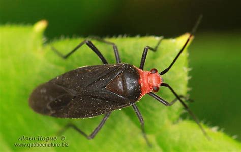 Prepops Fraterculus Bugguide Net
