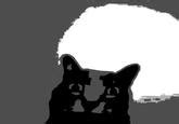 Uncanny Cat Know Your Meme
