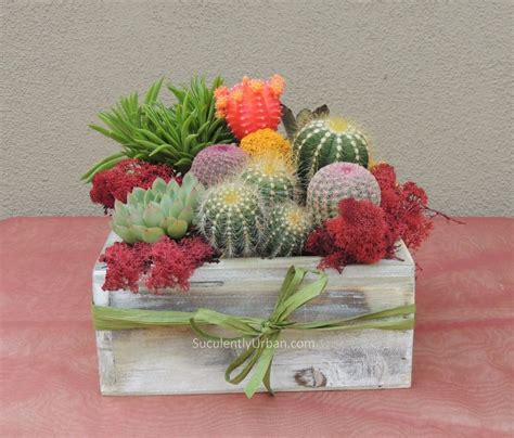Live Cactus Arrangement In Wooden Container