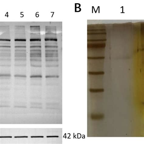 Biotin Labeling And Silver Staining A Biotin Labeling Was Assessed Download Scientific