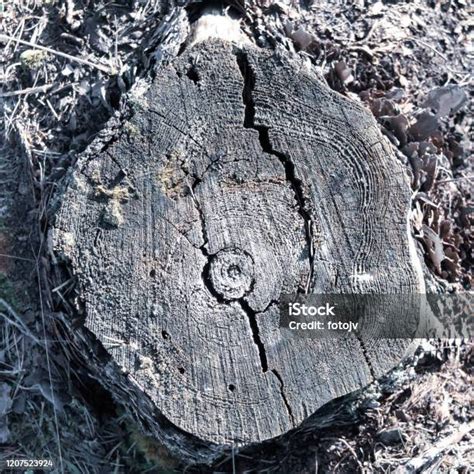 숲에서 위에서 풍화 나무 그루터기 균열과 연도 레이어와 나무의 흑백 자연 둥근 모양 0명에 대한 스톡 사진 및 기타 이미지 0명 검은색 그런지 이미지 기법 Istock
