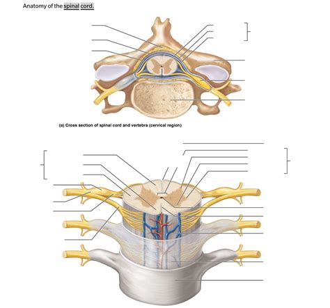 Spinal Cord Models Diagram Quizlet