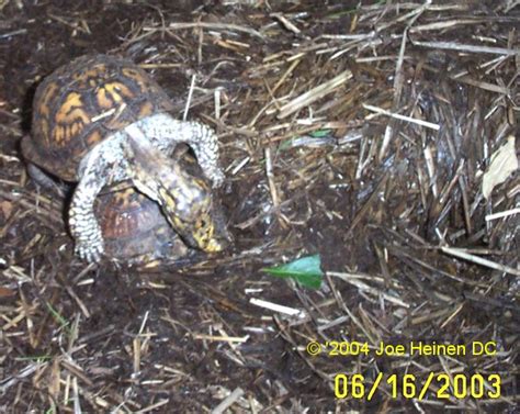 North American Box Turtles Mating