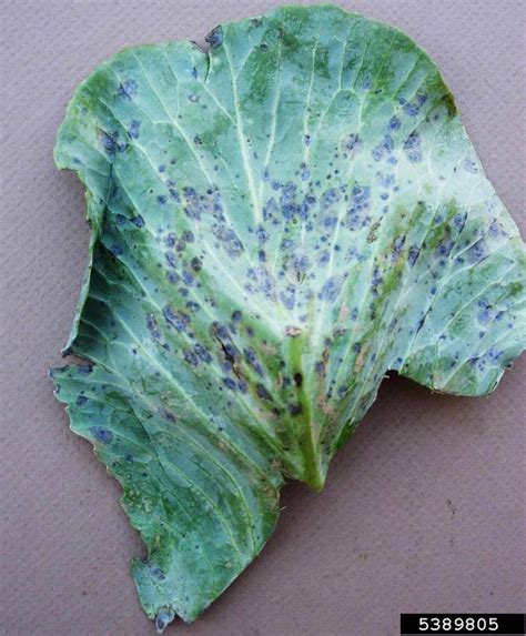 Cabbage Red White Savoy Diseases And Pests Description Uses