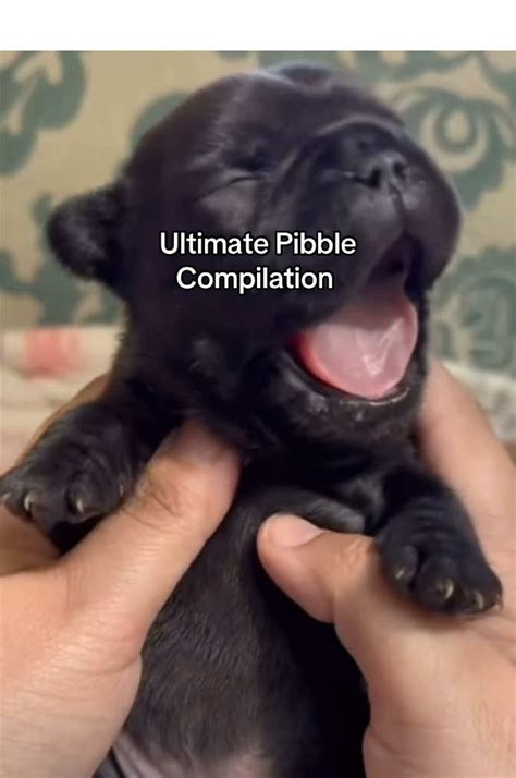 Pibble Compilation Pibble Compilation Cute Dog Fyp Tiktok