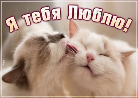 Открытка я тебя люблю с кошками Скачать бесплатно на