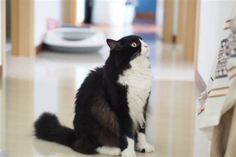 How Long Do Tuxedo Cats Live Average Lifespan Data And Care Hepper
