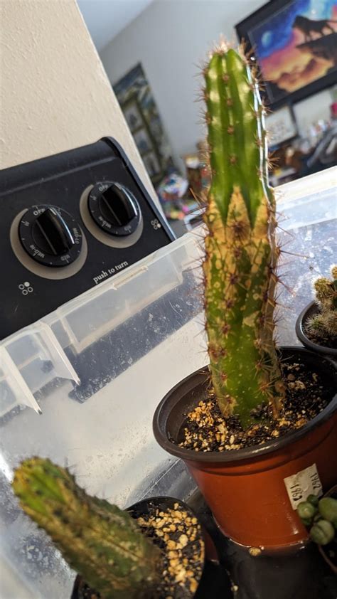 Cactus Issues Unsure What Exactly Im Fighting R Plantclinic