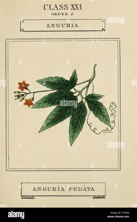 A Foundational Work On The Principles Of Botany Providing A Thorough Introduction To Plant