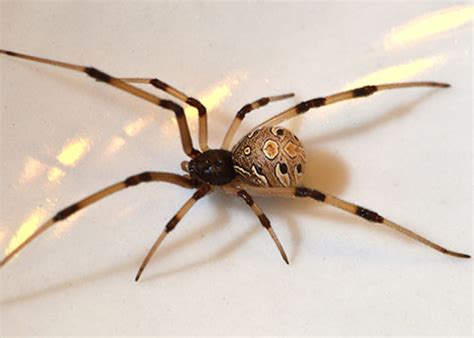 Brown Widow Latrodectus Geometricus Bugguidenet