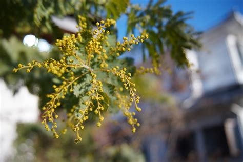 花の寺円照寺新しい年を迎えて初詣 ぶらり加古川と播磨の寺社めぐり