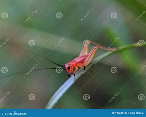 Conocephalus Melaenus Sometimes Known As The Black Kneed Conehead Or