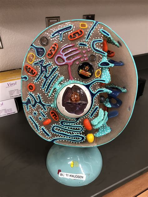 Prototypical Cell Diagram Quizlet