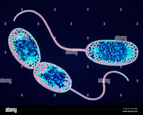 Nitrobacter Sp Bacteria Coloured Transmission Electron Micrograph Tem Of A Section Through