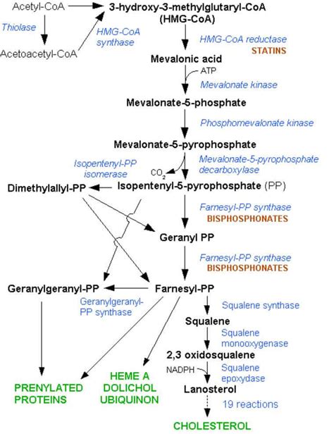 Cholesterol Structure And Synthesis Microbe Notes