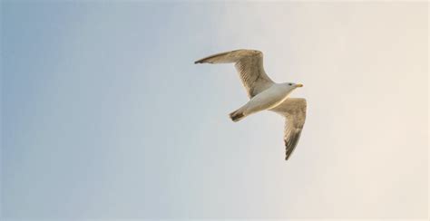 Bird Control Excel Environmental Services Ltd