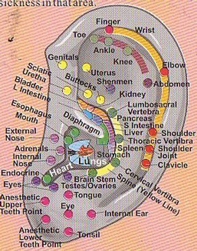 Ear Massage Points By Pearfortheteacher Reflexology Chart Ear