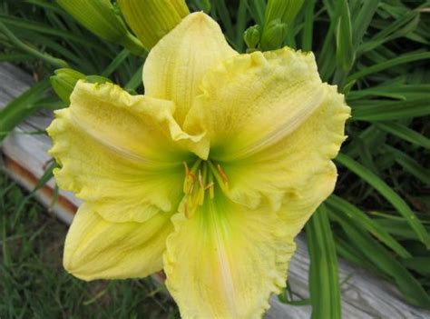 Hemerocallis Green Flutter
