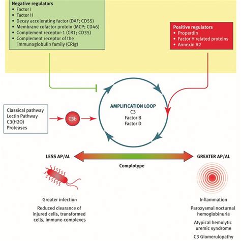 The Amplification Pathway Amplification Loop For C3 Activation In