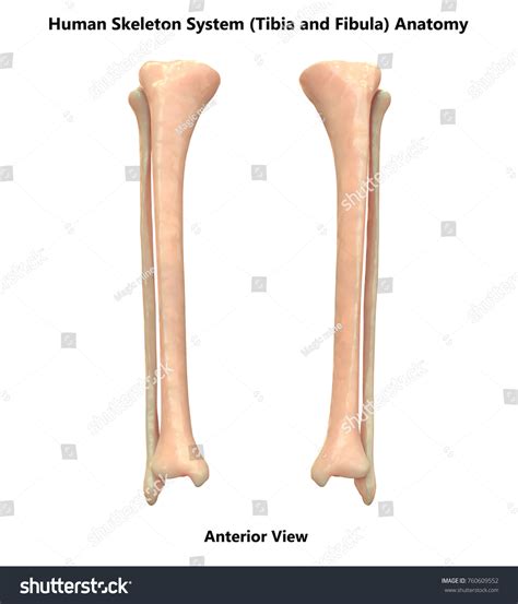 3d Illustration Human Skeleton System Tibia Stock Illustration 760609552 Shutterstock