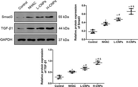 The Protein Expression Of Tgf β1 And Smad3 Evaluated By Western
