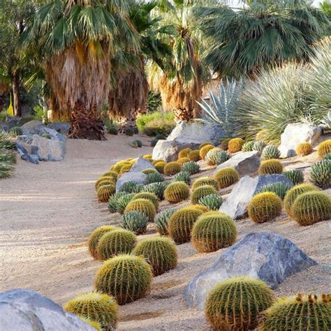Golden Barrel Cactus Echinocactus Grusonii Rare Succulent Easy