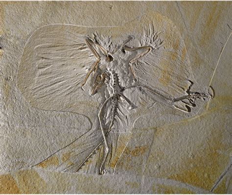 Archaeopteryx Fossils