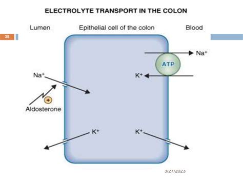 GIT SECRETIONS DIGESTION ABSORPTION Pptx