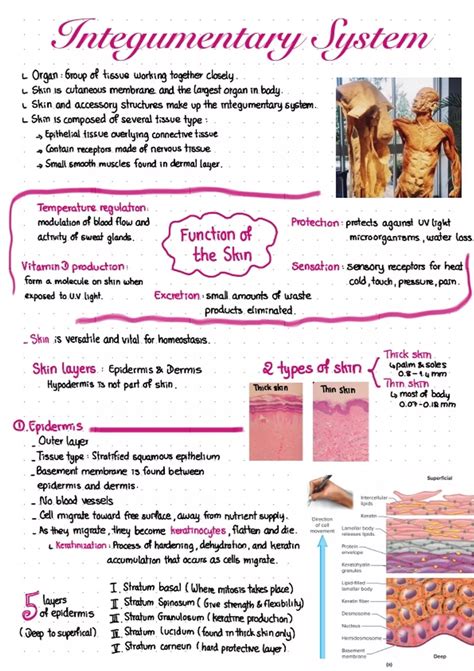 Class Notes Chapter Integumentary System For Seeley S Anatomy And Physiology BIOL
