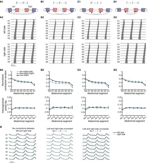 A Two Sided Cpg Network Model For Synchronous Wave Propagation The Cpg