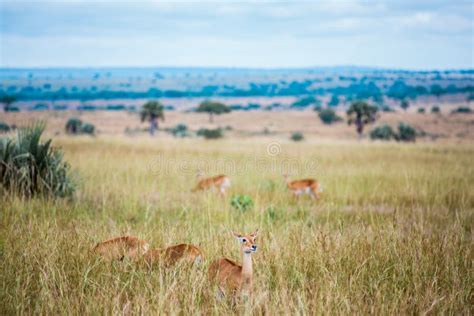 African Savannah In The Haze Grazing Gazelles One Gazelle Is Watching