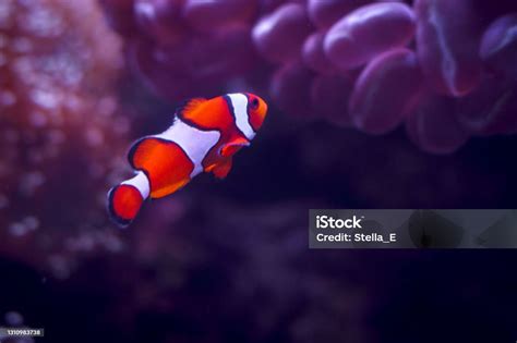 푸른 바다의 열대 산호초에서 바다 말미잘 근처에서 수중을 수영하는 광대 물고기 크라운피쉬에 대한 스톡 사진 및 기타 이미지 Istock