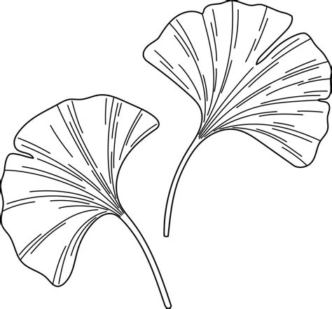 Ginkgo Biloba Leaf Drawing
