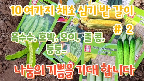 예수마을 400여평에 채소 심기 프로젝트 옥수수 오이 날개 콩 호박 2 Youtube
