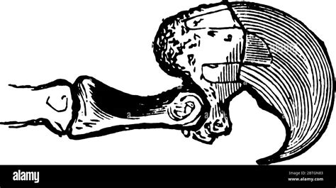 curved joints stock vector images alamy