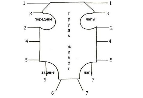 Бандаж для кошки после стерилизации своими руками: как сделать