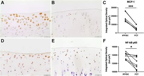 Mcp 1 And Nf Kb P65 Immunohistochemistry Of Medial Tibia Plateau Mtp Download Scientific