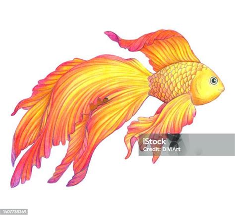 베타는 손으로 그린 그림을 화려하게 보여줍니다 물고기와 싸우고 금붕어 컬러 스케치 색연필 그리기 격리된 개체 투어에 대한 스톡 벡터 아트 및 기타 이미지 Istock