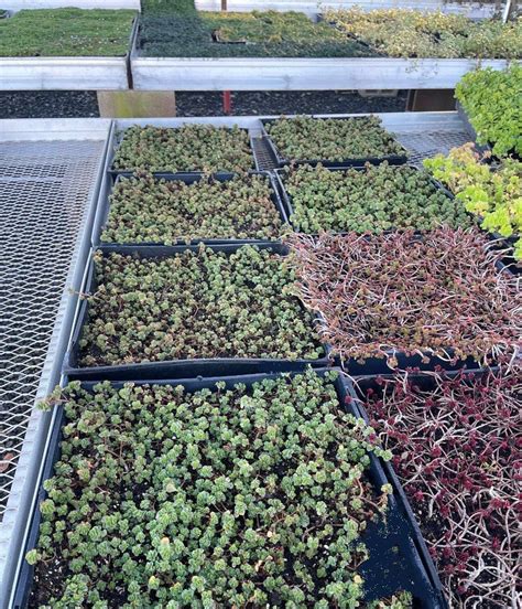 Buy Sedum Sperium Variegatum Variegated Sedum Bidscape