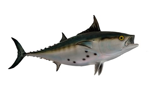 Fotos Gratis Mar Naturaleza Oceano Deporte Animal Fauna