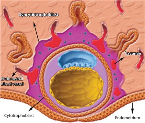 Role Of The Placenta Grade 9 Understanding For Igcse
