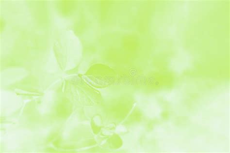 Light Green Gradient Abstract Background With Leaves Pattern Stock
