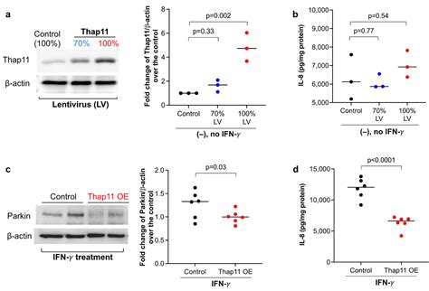 Parkin Promotes Airway Inflammatory Response To Interferon Gamma